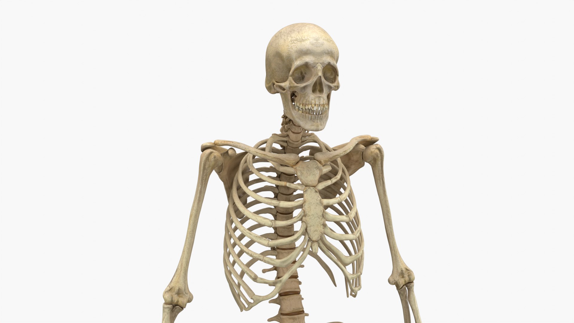 3D Skeleton RIGGED - TurboSquid 2329838