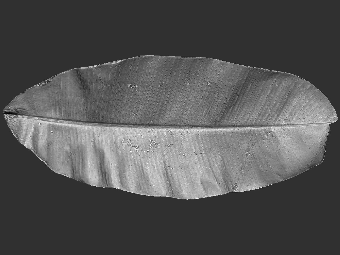 3D Leaf Ready - TurboSquid 1271436