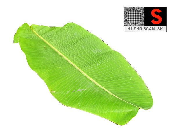 3D leaf ready - TurboSquid 1271436