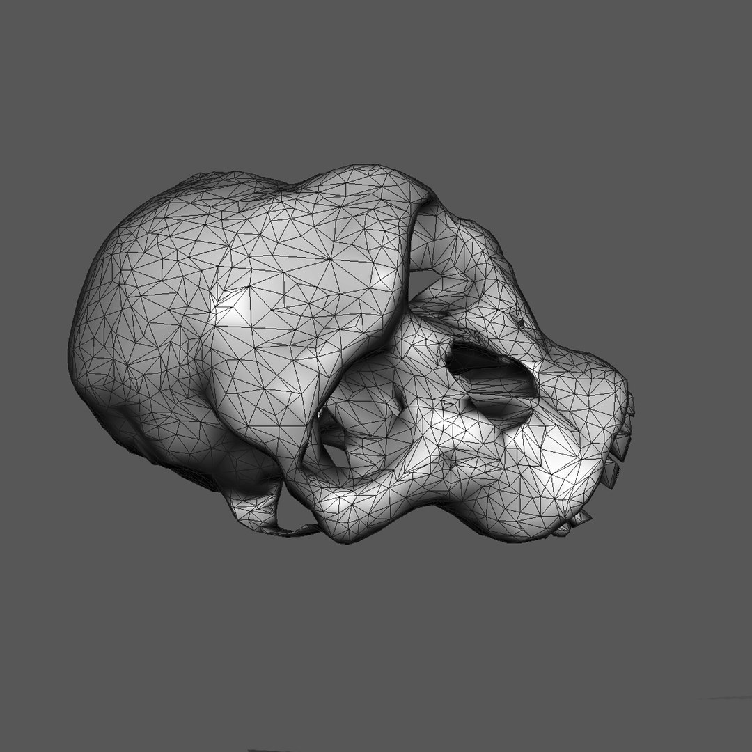 3d Hominid Primate Skull