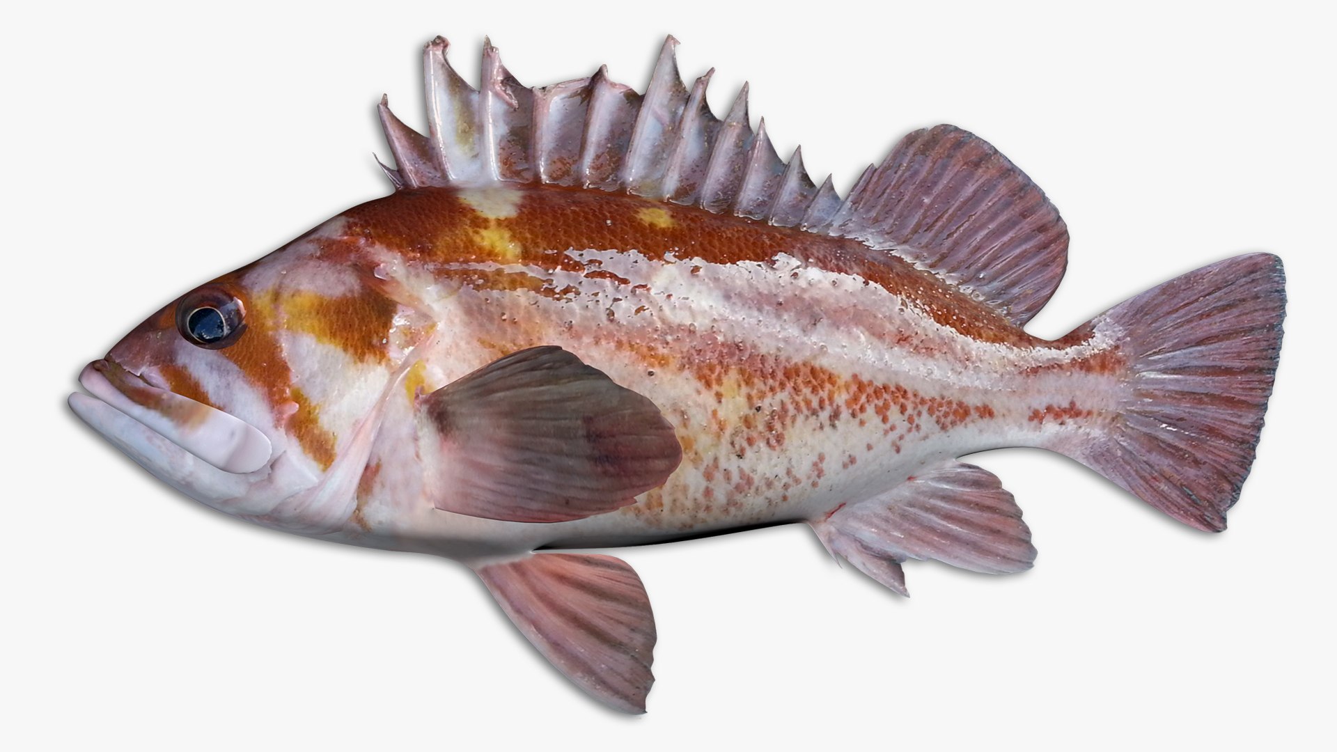 3D Saltwater Fish Collection 20 Model - TurboSquid 1837221