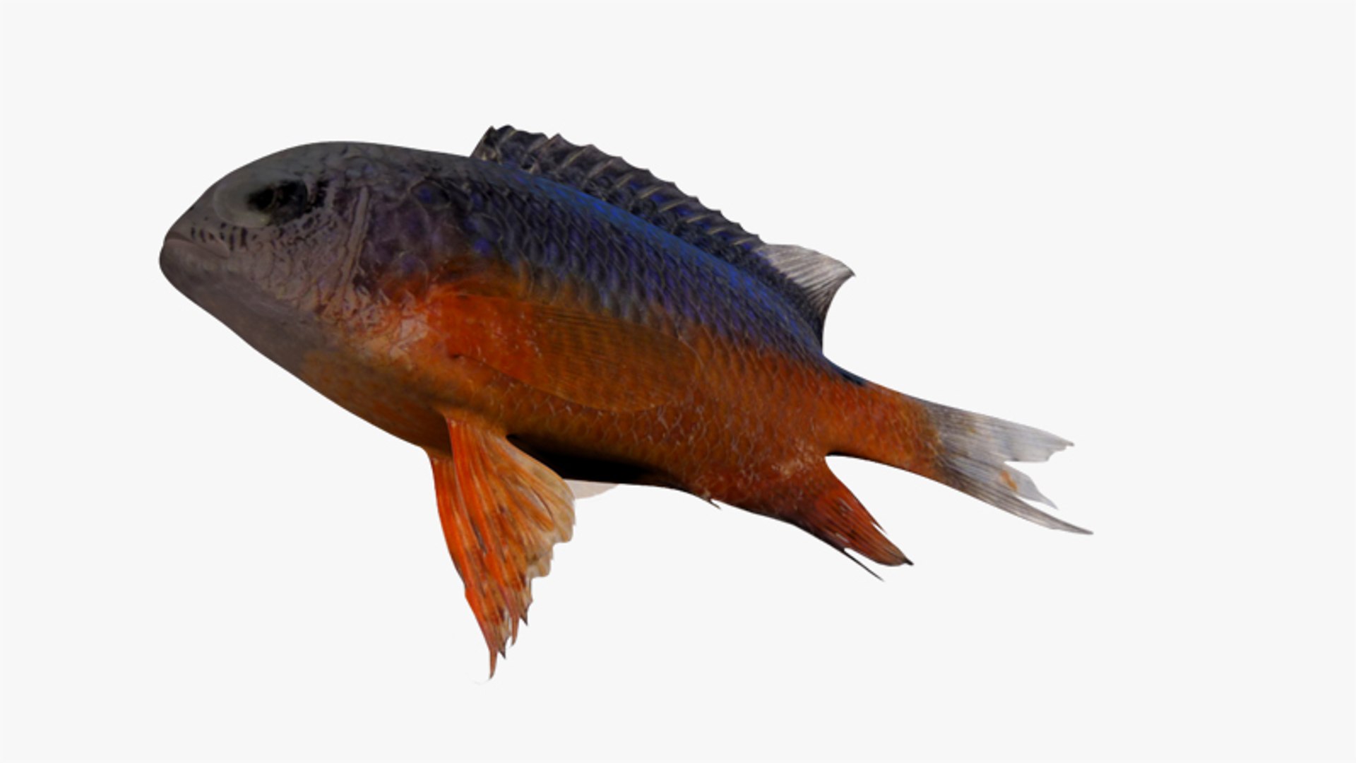 3D Saltwater Fish Collection 20 Model - TurboSquid 1837221