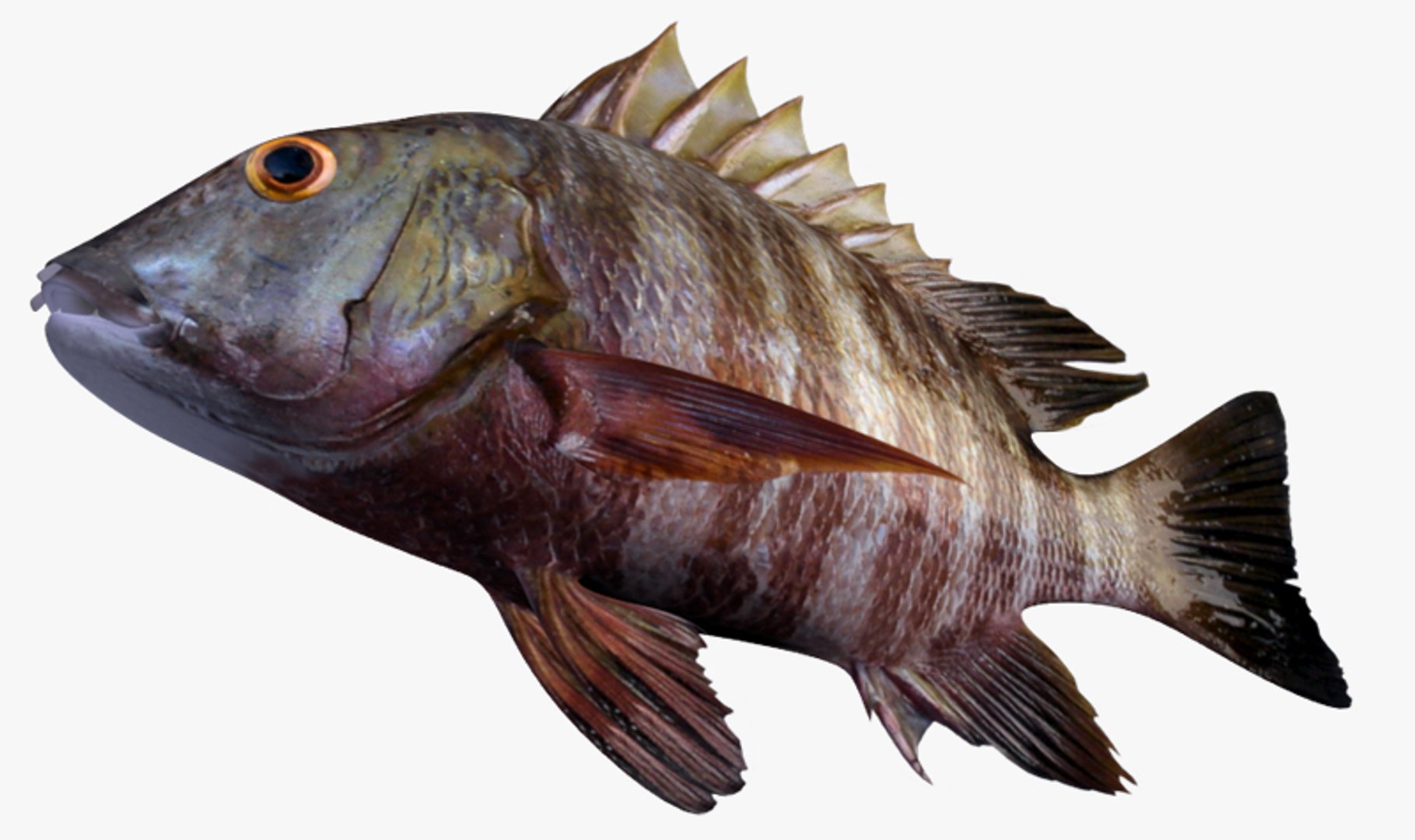 3D Saltwater Fish Collection 20 Model - TurboSquid 1837221