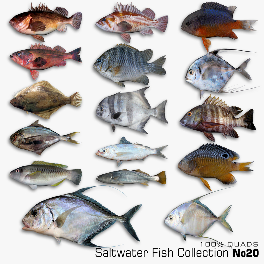 3D Saltwater Fish Collection 20 model - TurboSquid 1837221