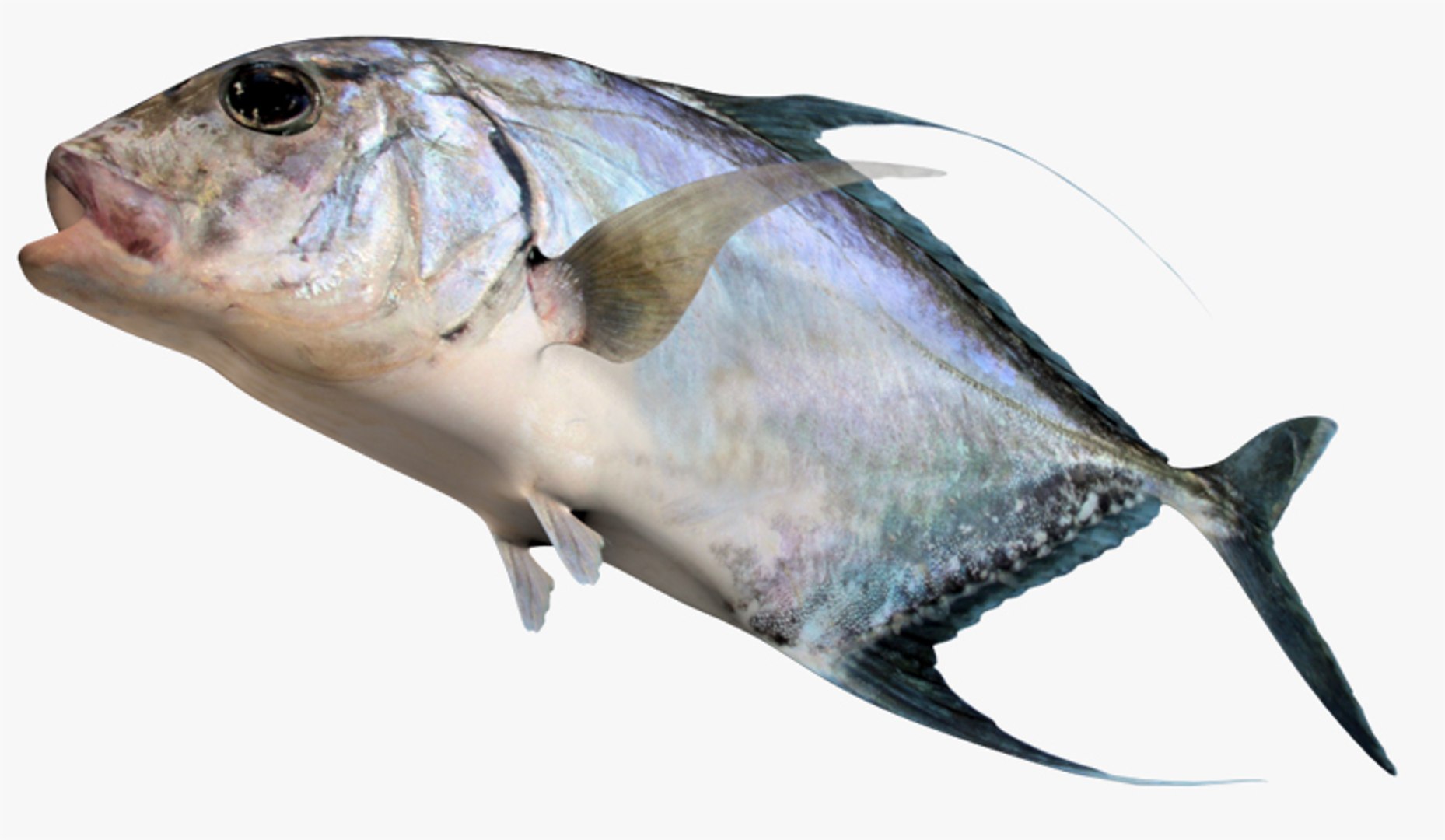 3D Saltwater Fish Collection 20 Model - TurboSquid 1837221