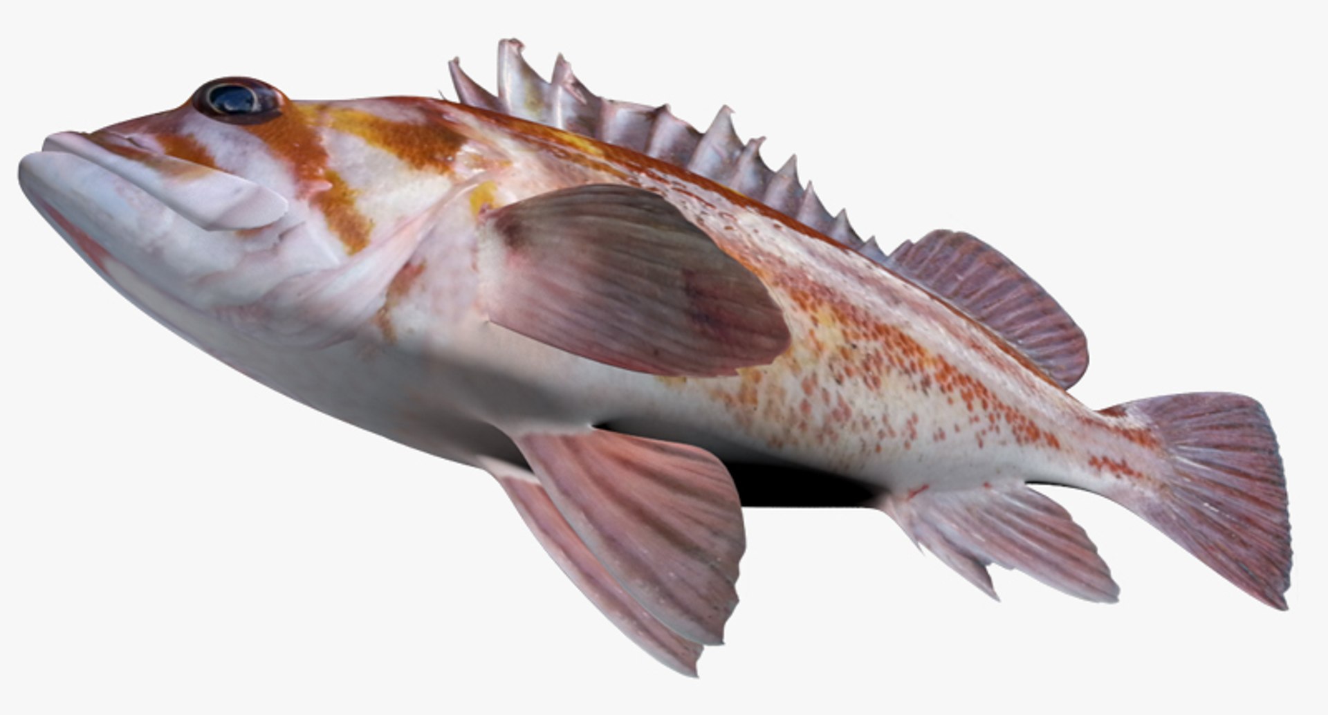 3D Saltwater Fish Collection 20 Model - TurboSquid 1837221