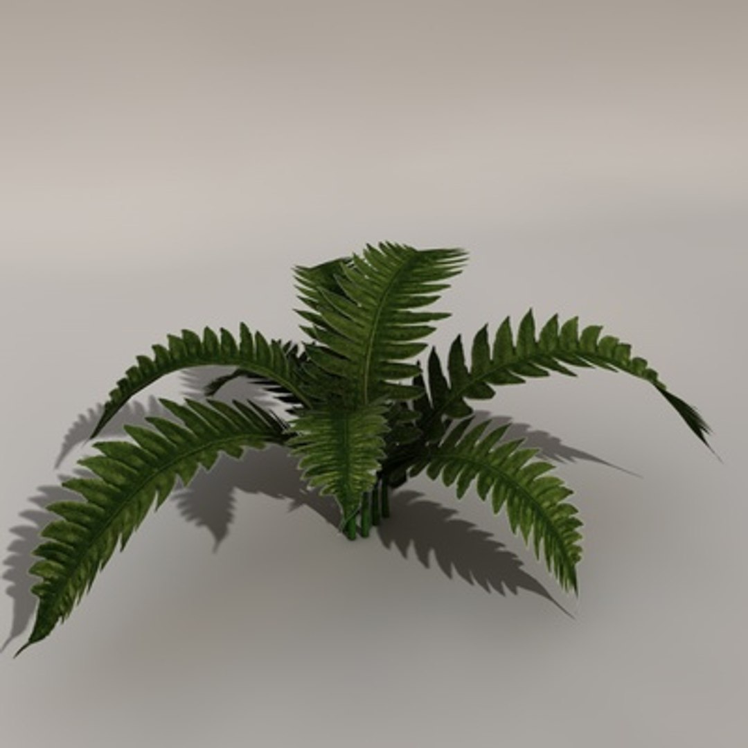 3d fern
