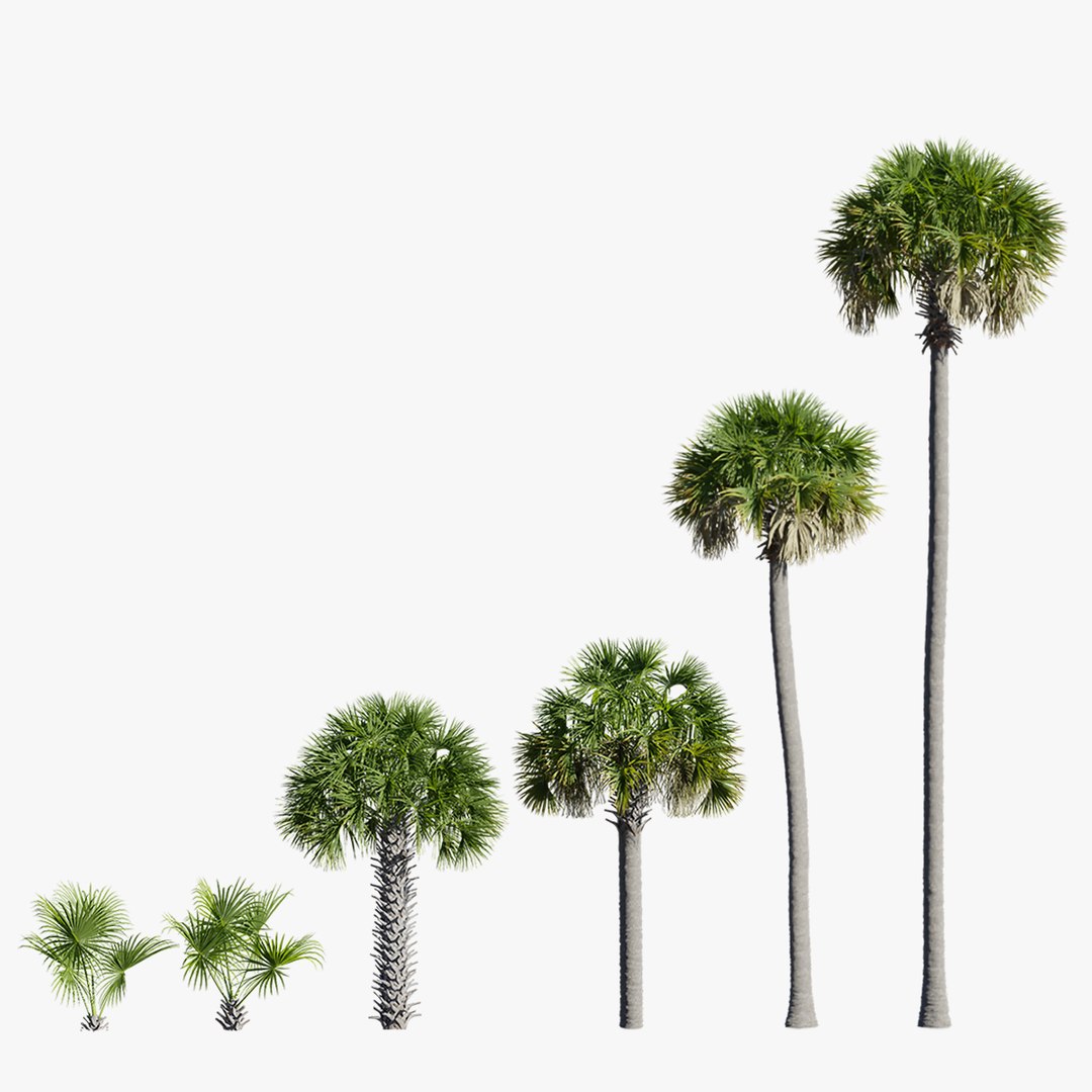 3D Set Of Sabal Palms Model - TurboSquid 1973723