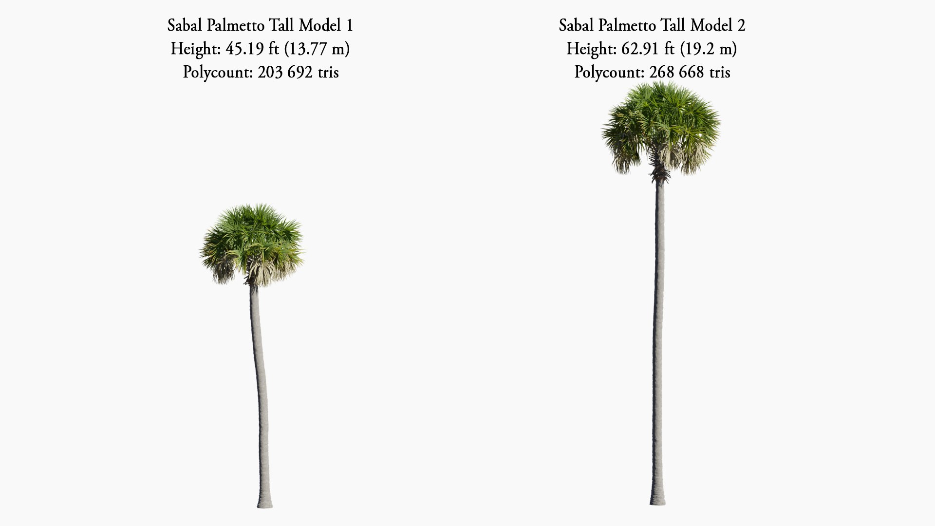 3D Set Of Sabal Palms Model - TurboSquid 1973723
