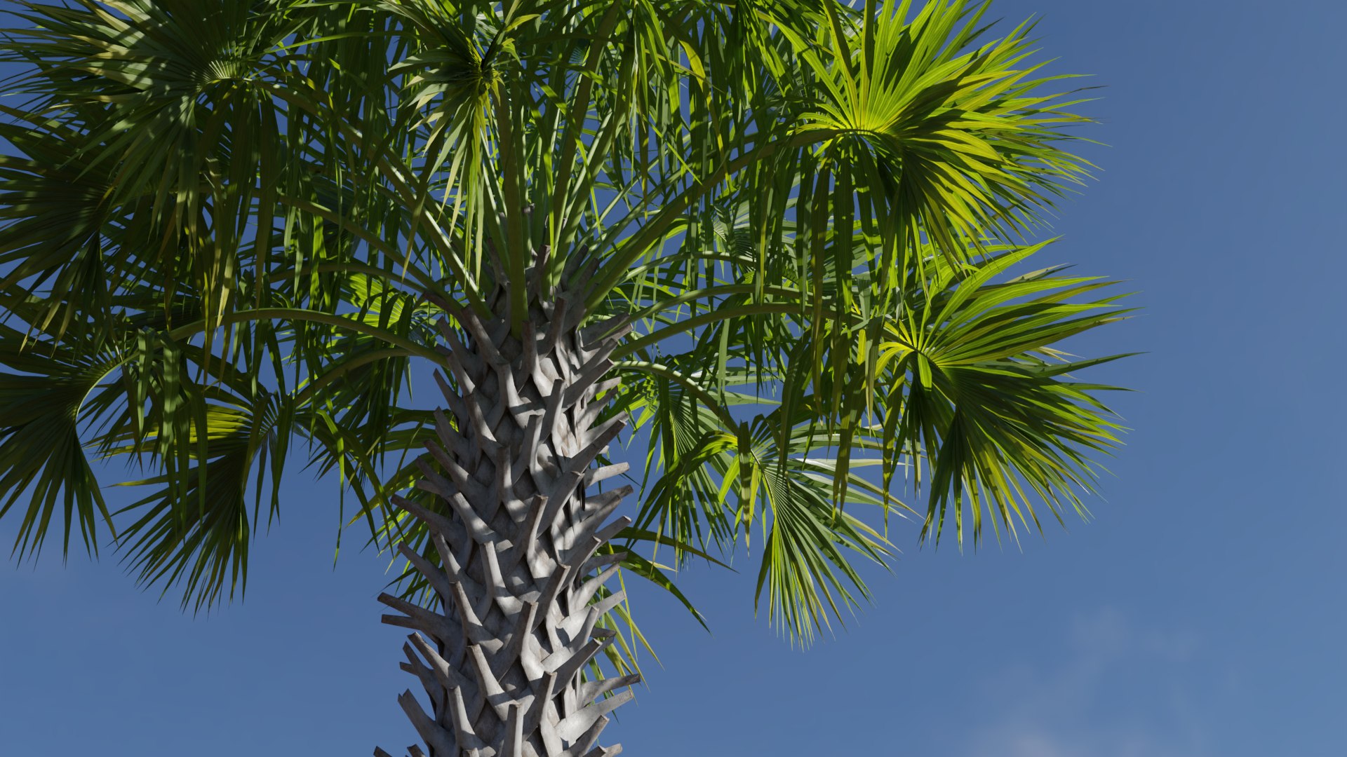 3D Set Of Sabal Palms Model - TurboSquid 1973723