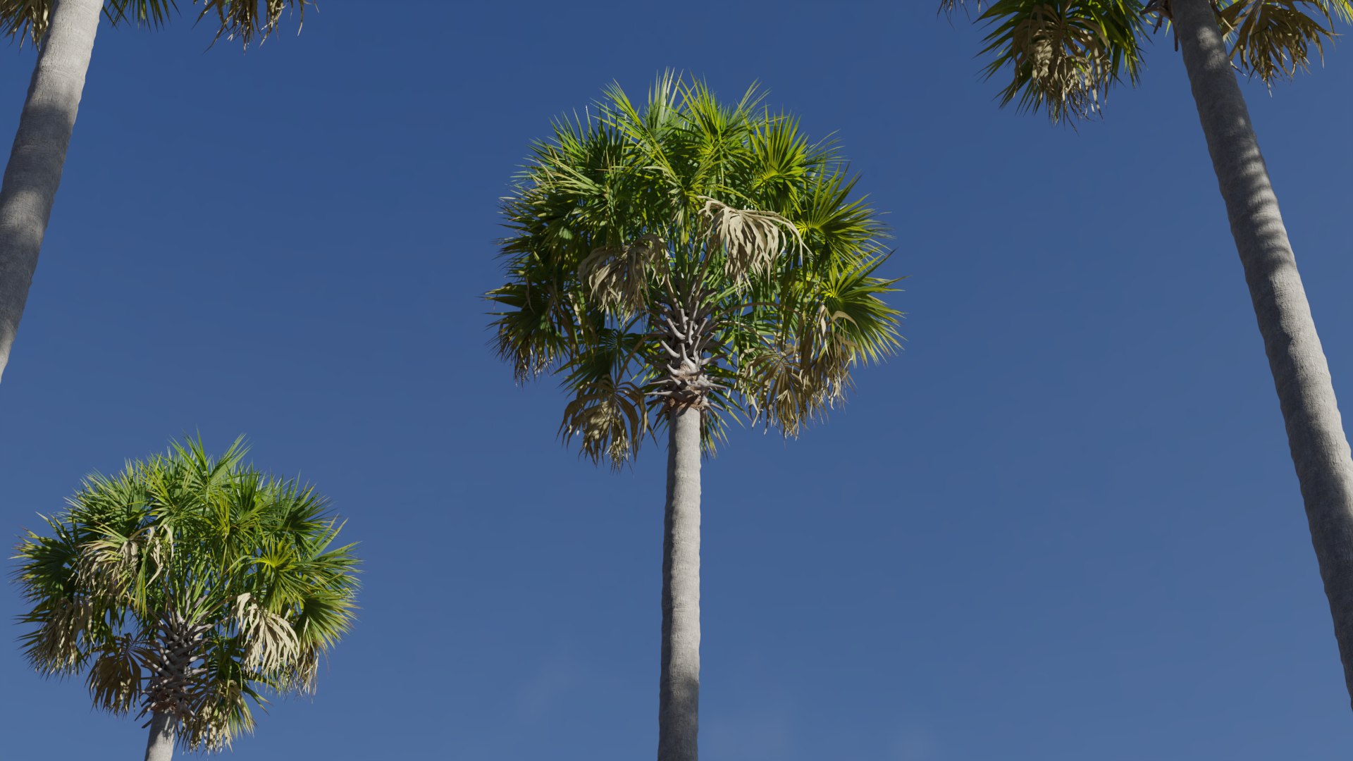 3D Set Of Sabal Palms Model - TurboSquid 1973723