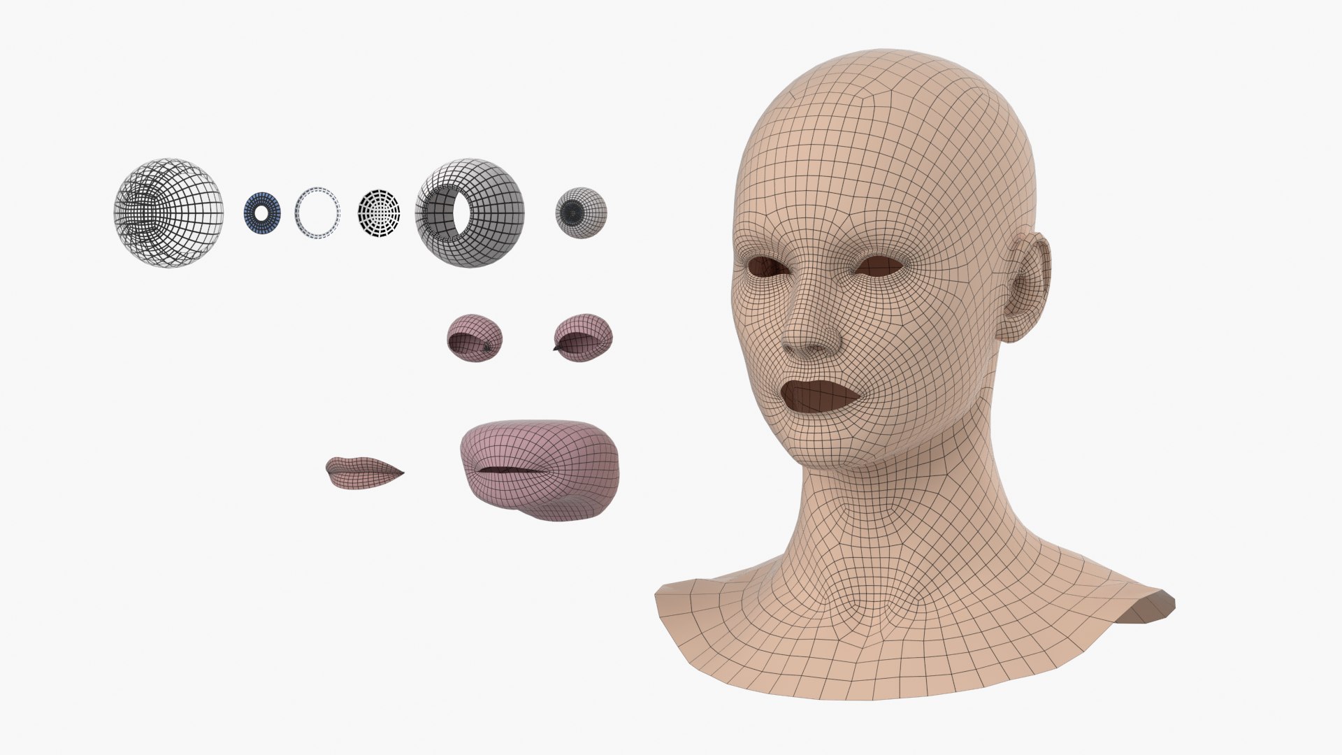 Natural Female Head 01 Base Mesh Model - TurboSquid 2168665