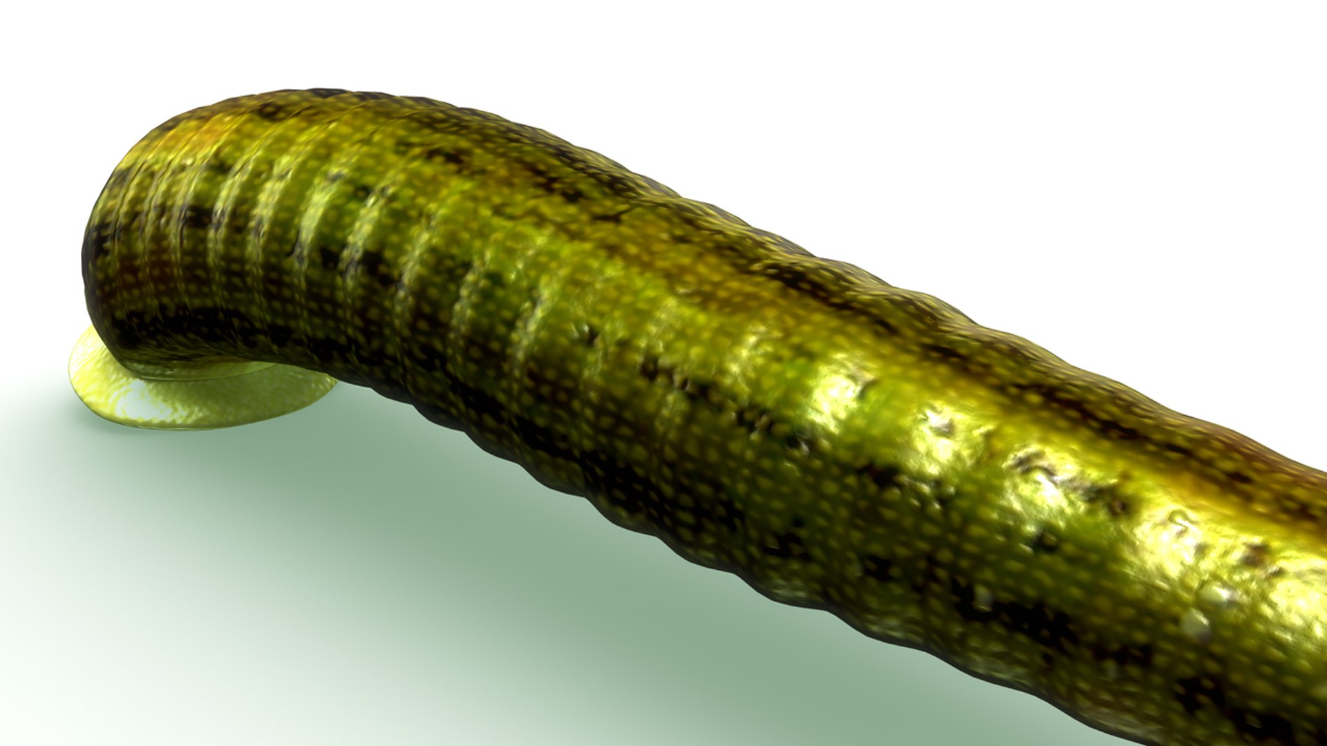 Haemadipsa Leeches Tropical Obj