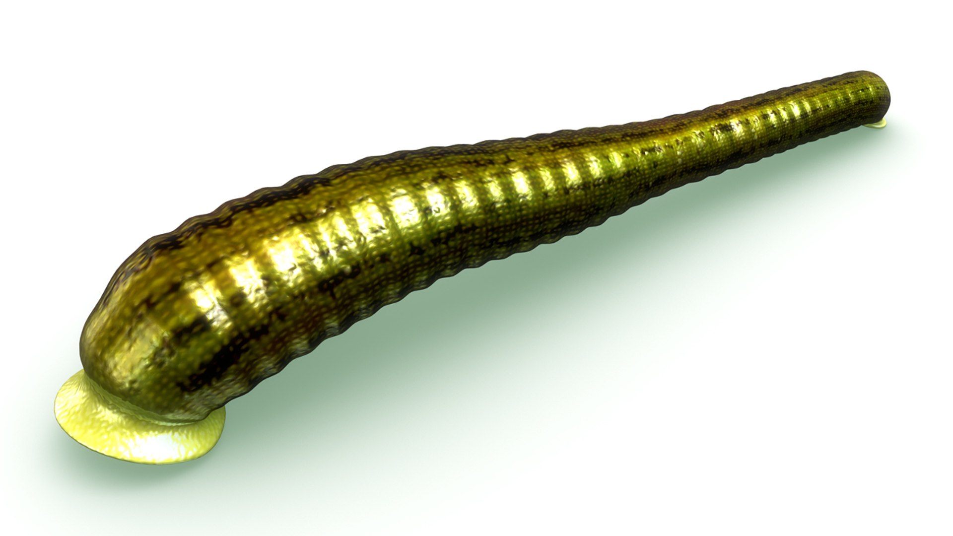 Haemadipsa Leeches Tropical Obj