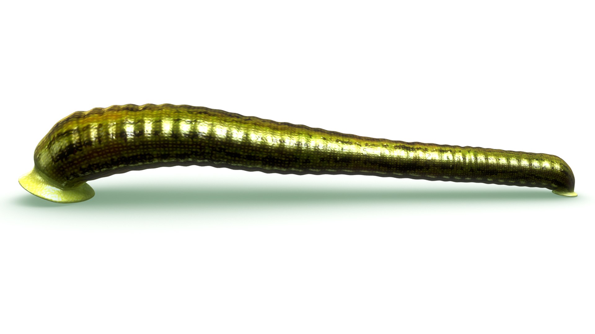 Haemadipsa Leeches Tropical Obj