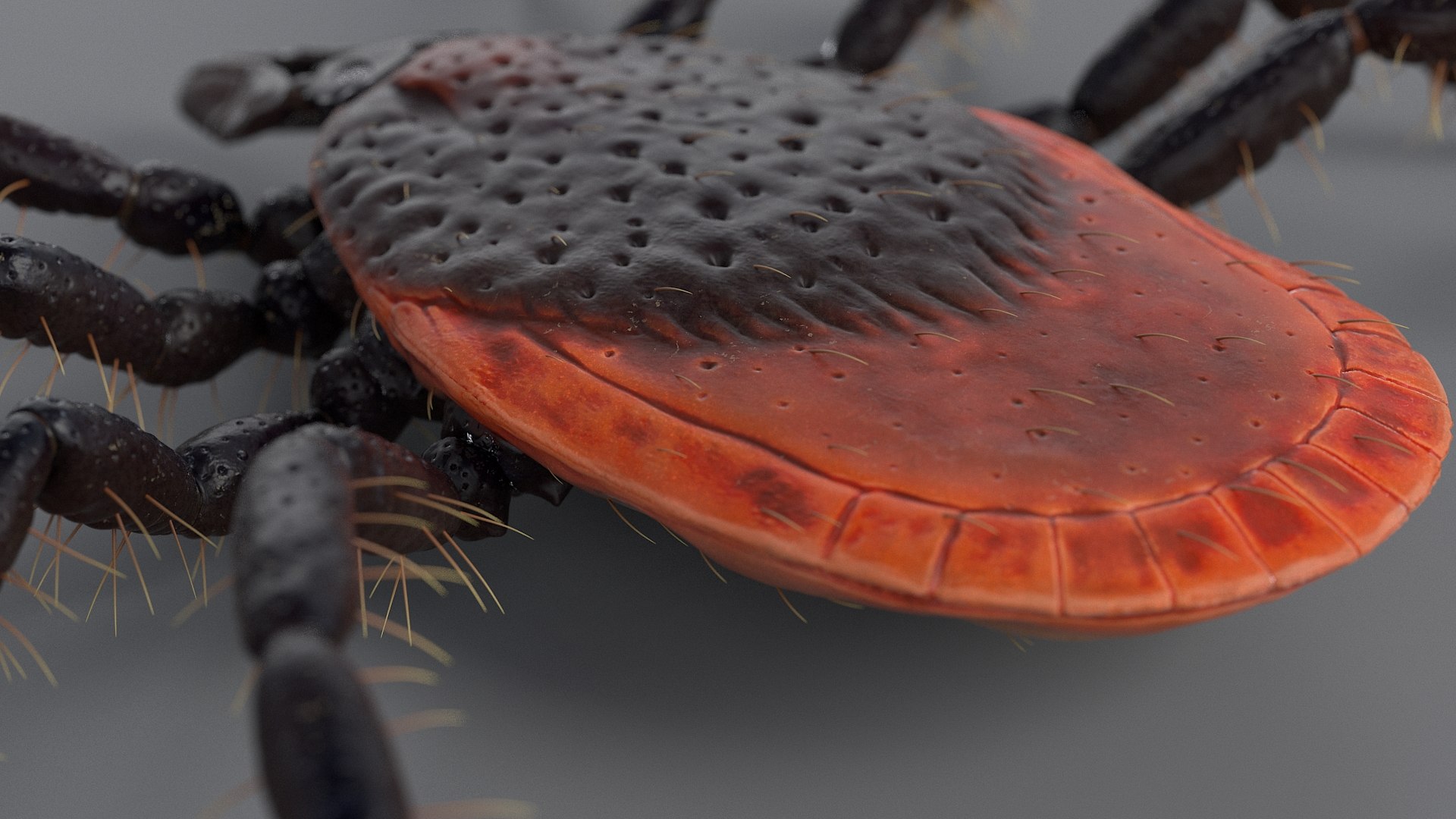 Realistic Tick Model - TurboSquid 1664548