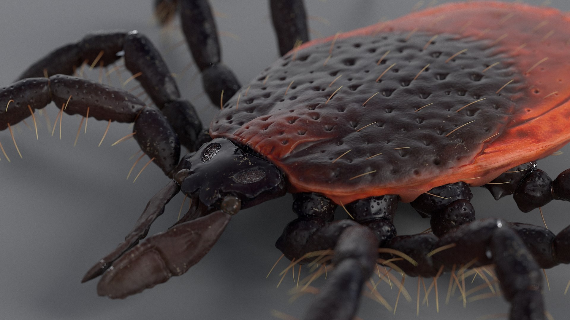 Realistic Tick Model - TurboSquid 1664548