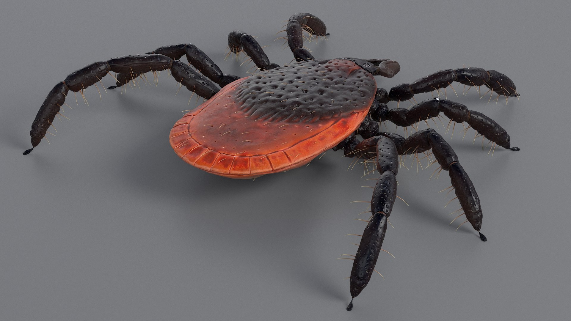 Realistic Tick Model - TurboSquid 1664548