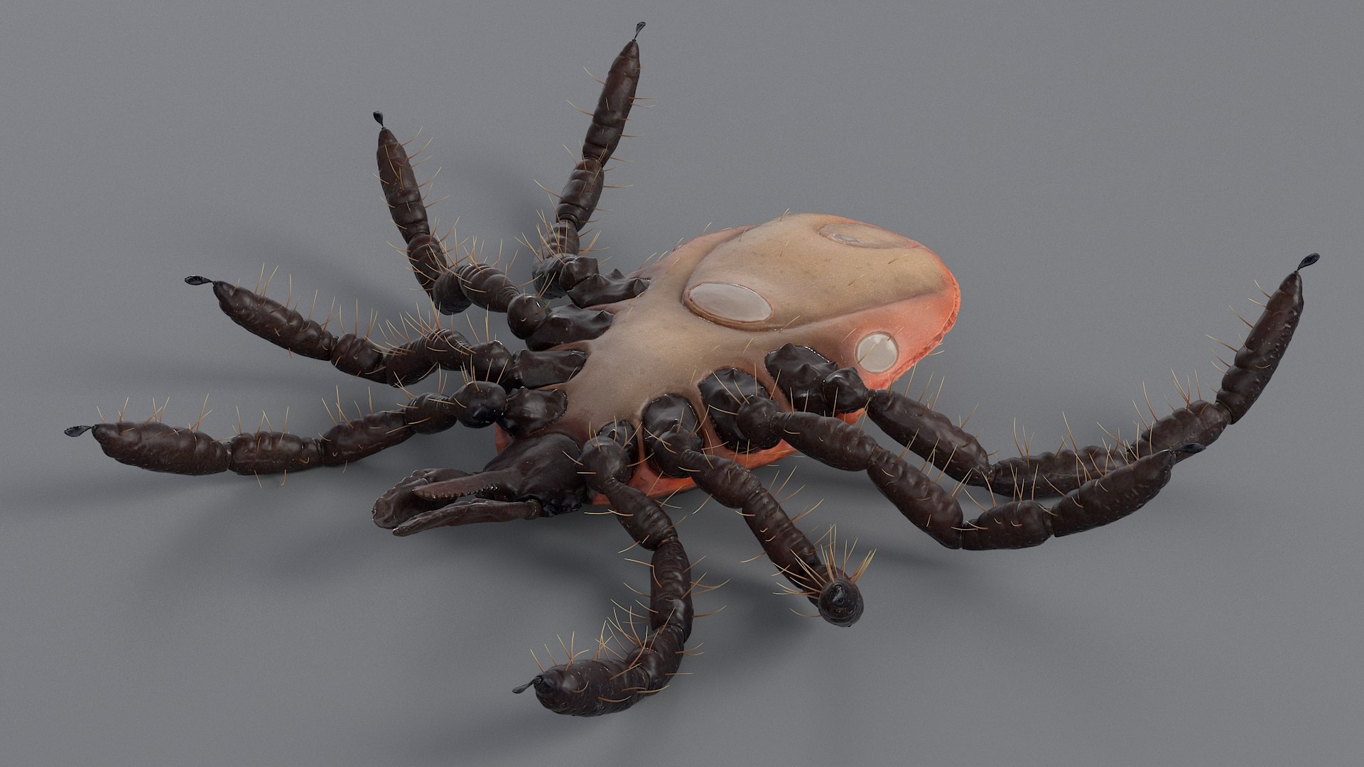Realistic Tick Model - TurboSquid 1664548