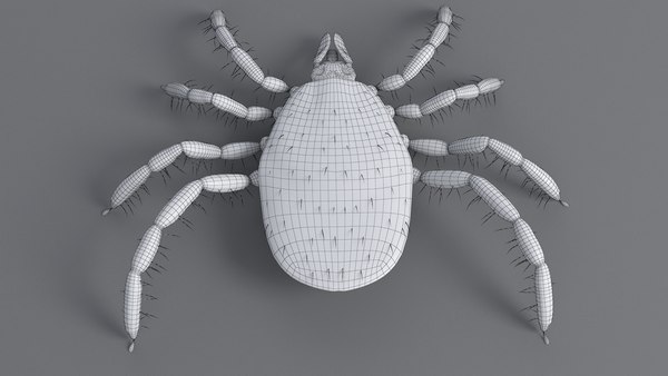 Realistic tick model - TurboSquid 1664548