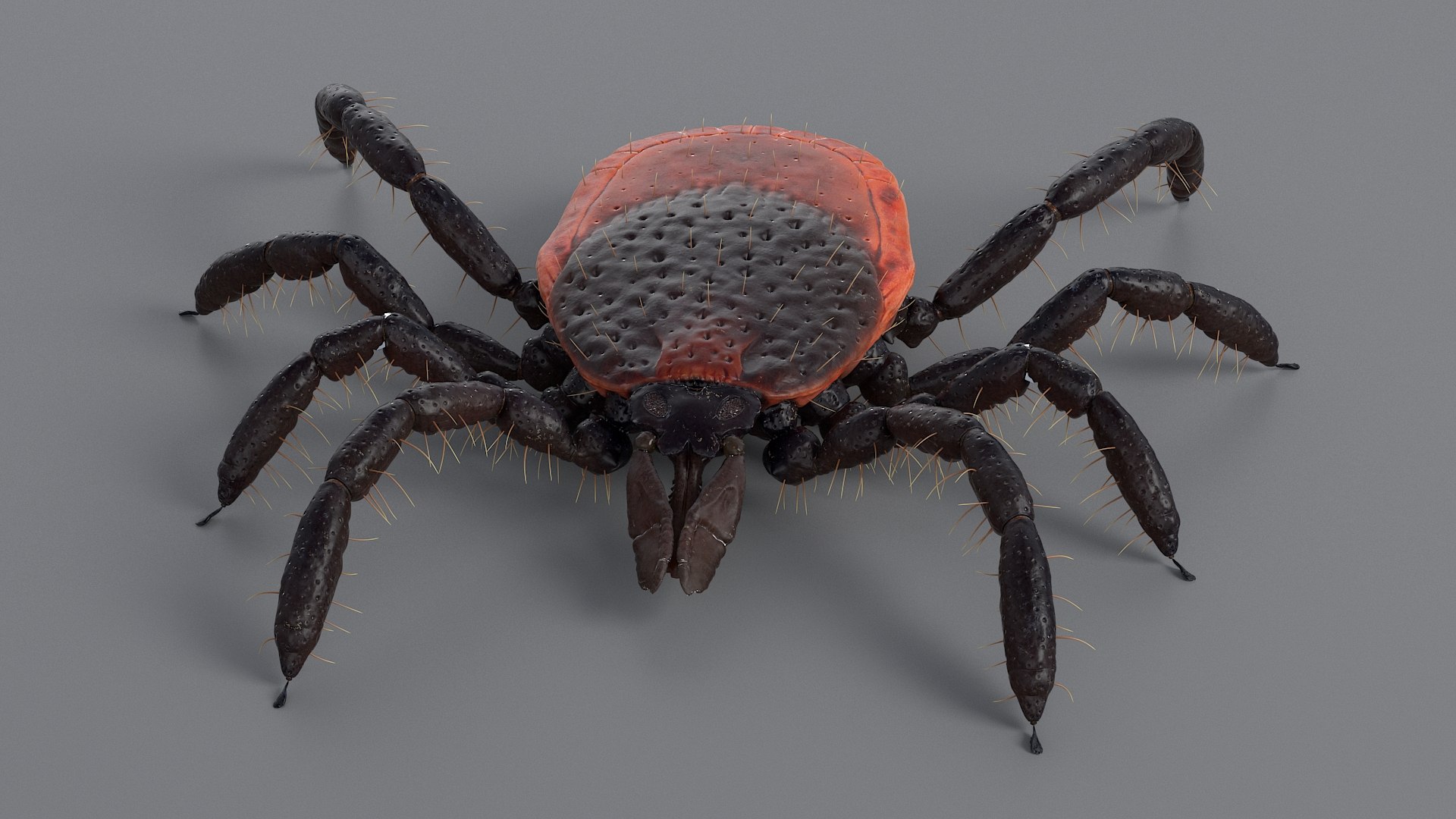 Realistic Tick Model - TurboSquid 1664548
