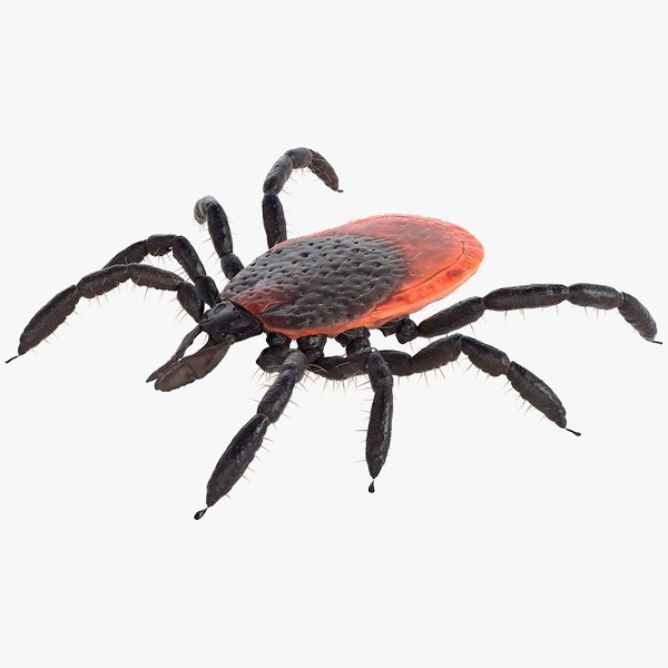 Realistic tick model - TurboSquid 1664548