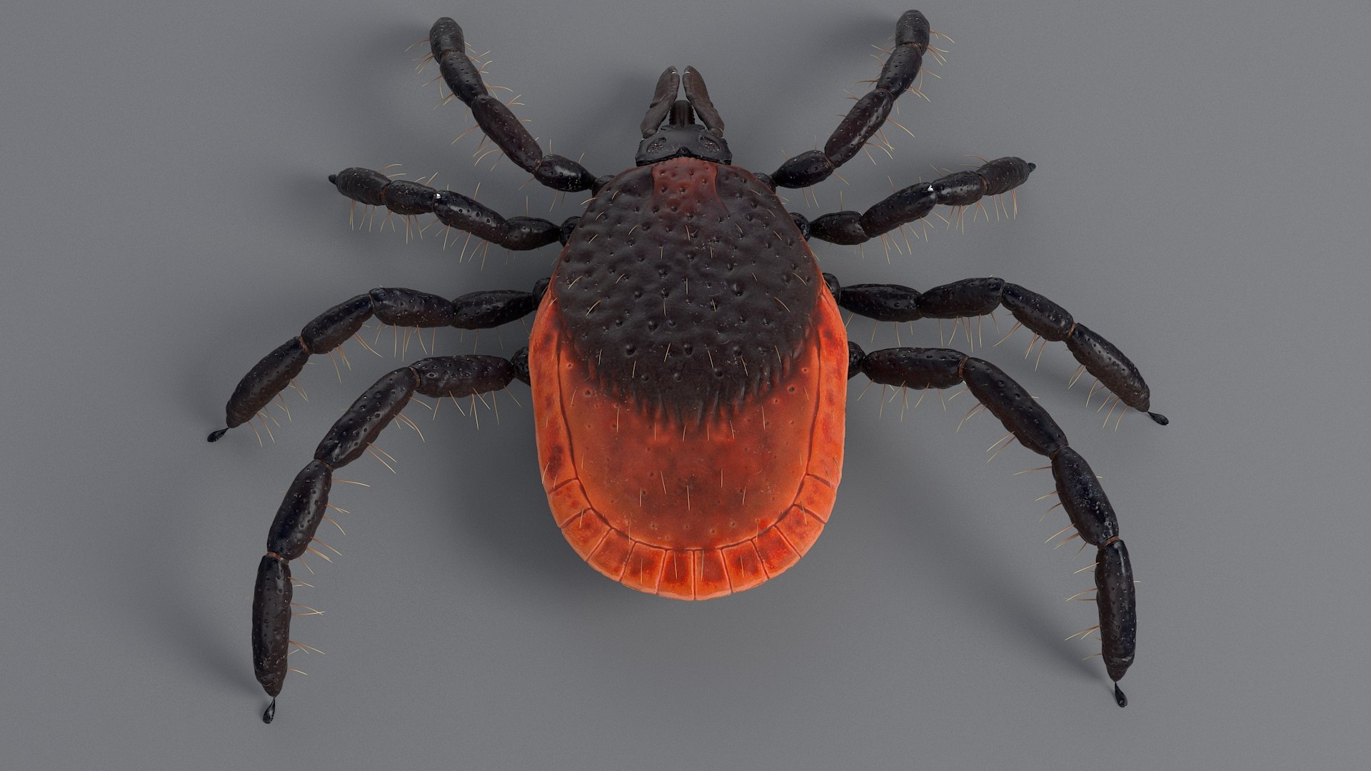 Realistic Tick Model - TurboSquid 1664548