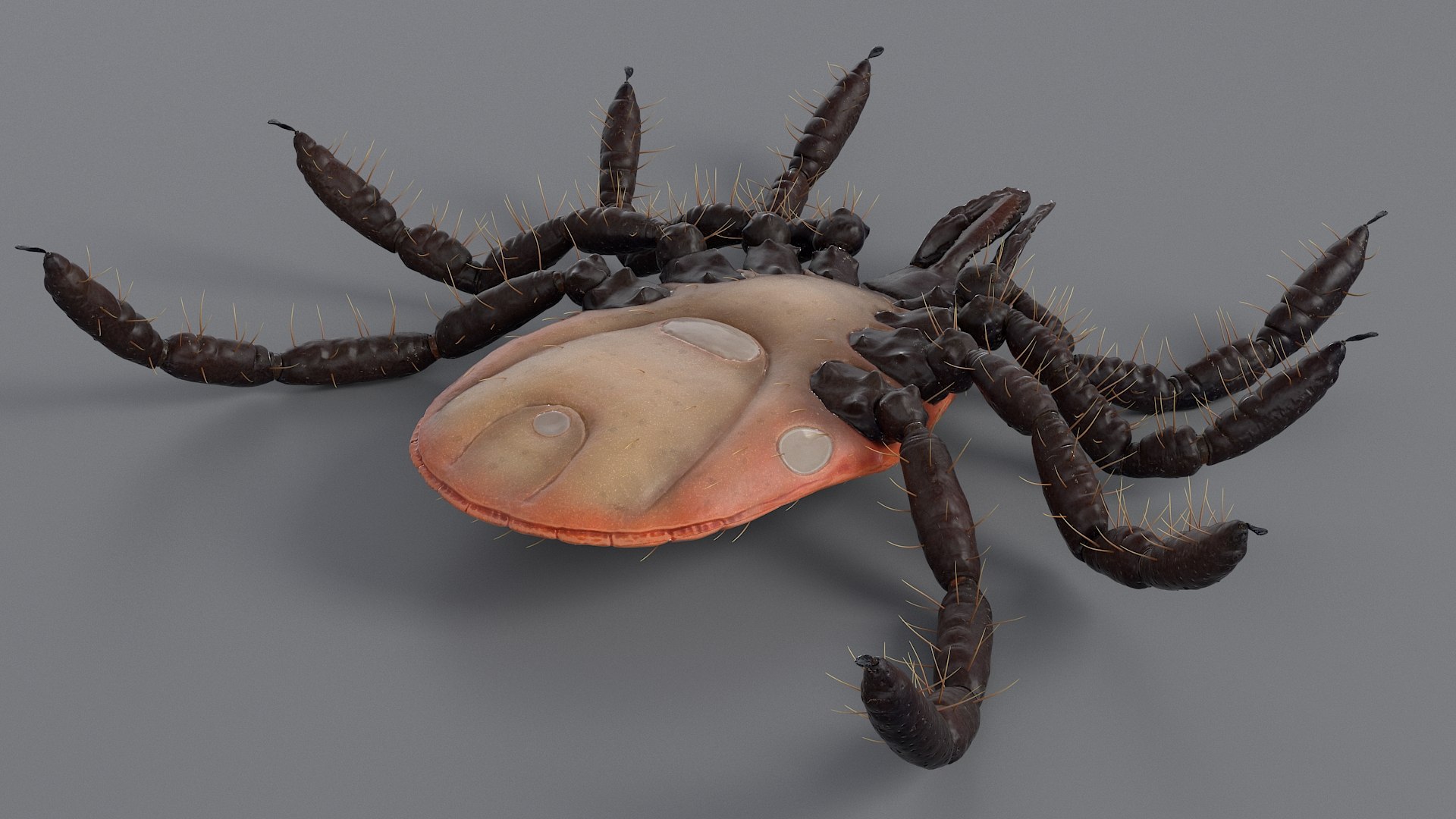 Realistic Tick Model - TurboSquid 1664548