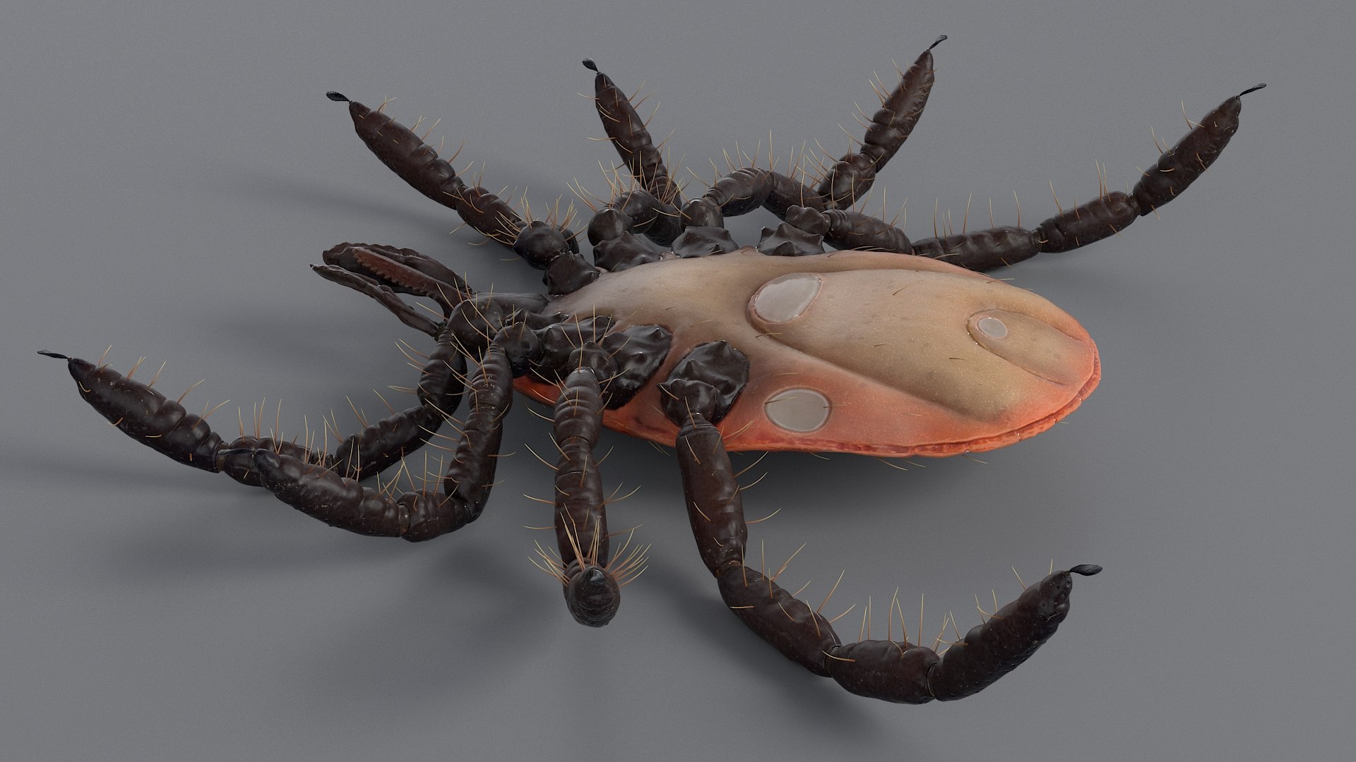 Realistic Tick Model - TurboSquid 1664548