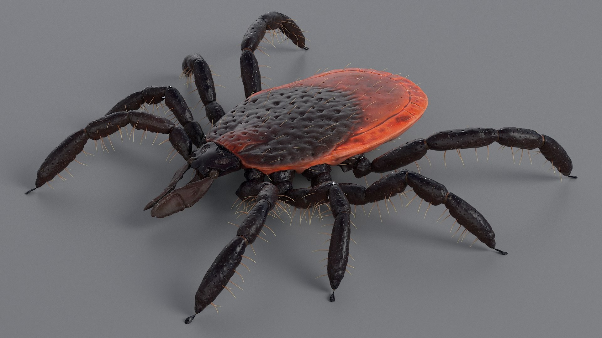 Realistic tick model - TurboSquid 1664548