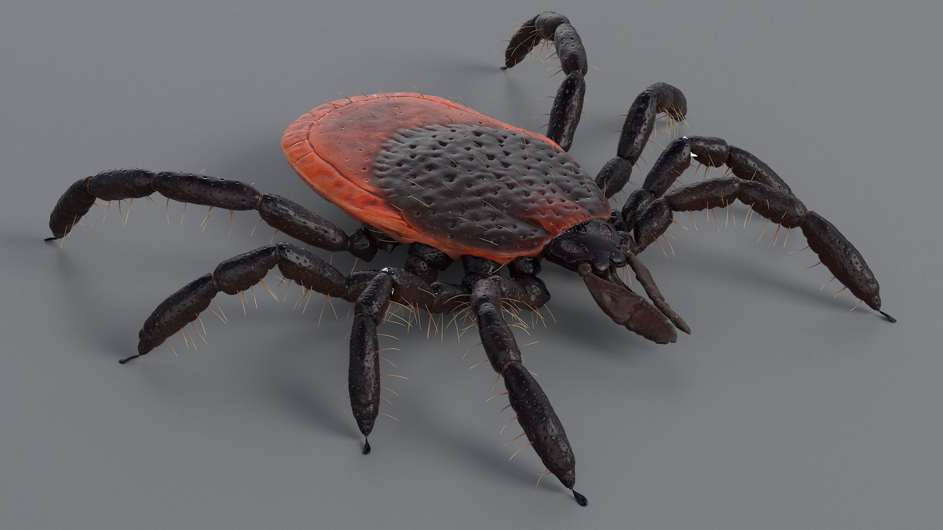 Realistic Tick Model - TurboSquid 1664548