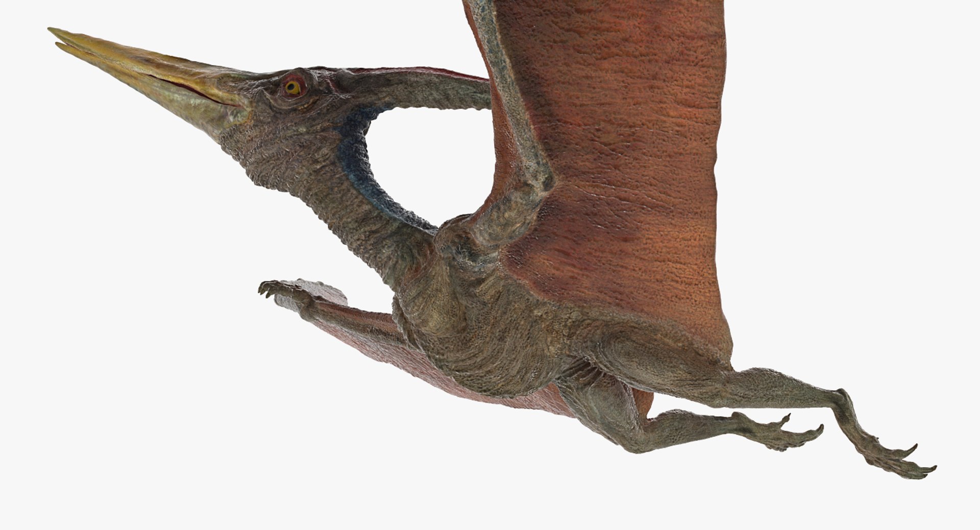 Pteranodon Rigged 3D Model - TurboSquid 1479499