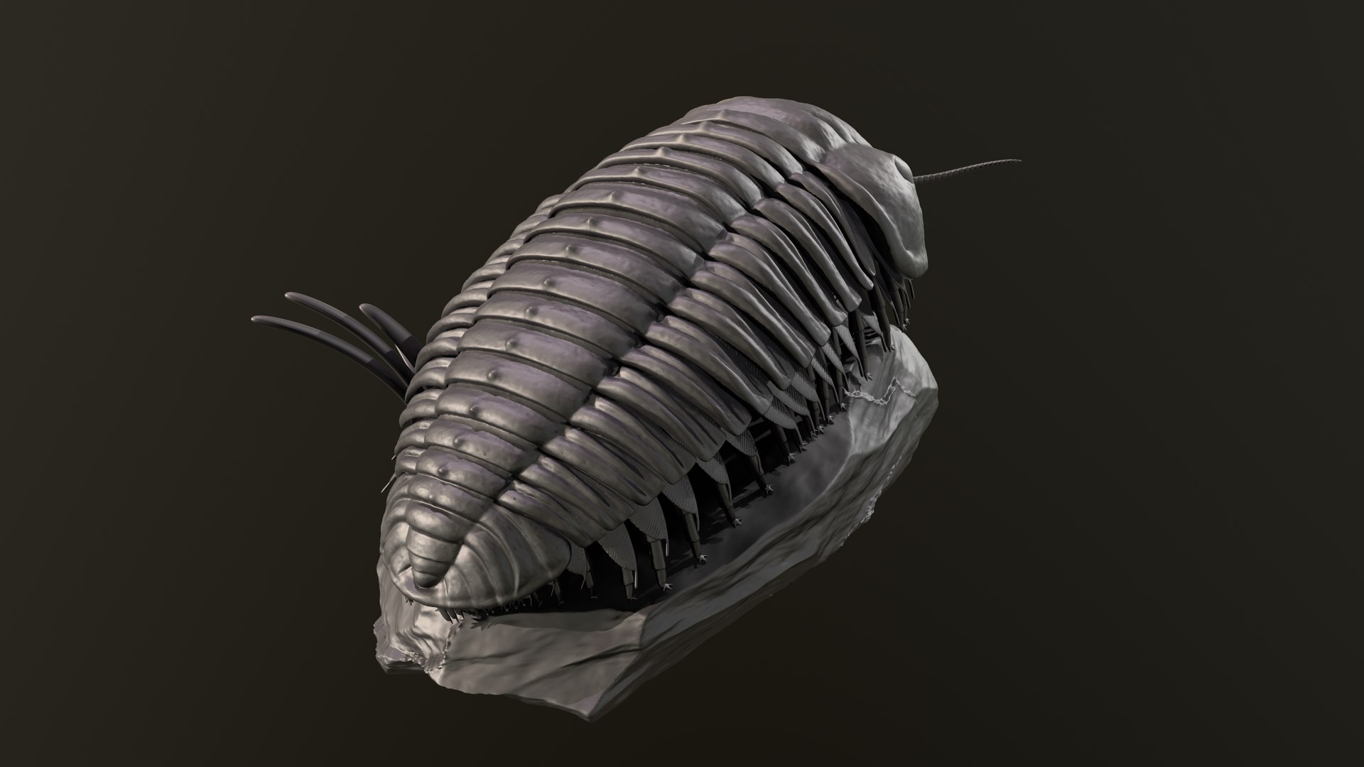 Triarthrus Eatoni Environment Version 3D Model - TurboSquid 1816133