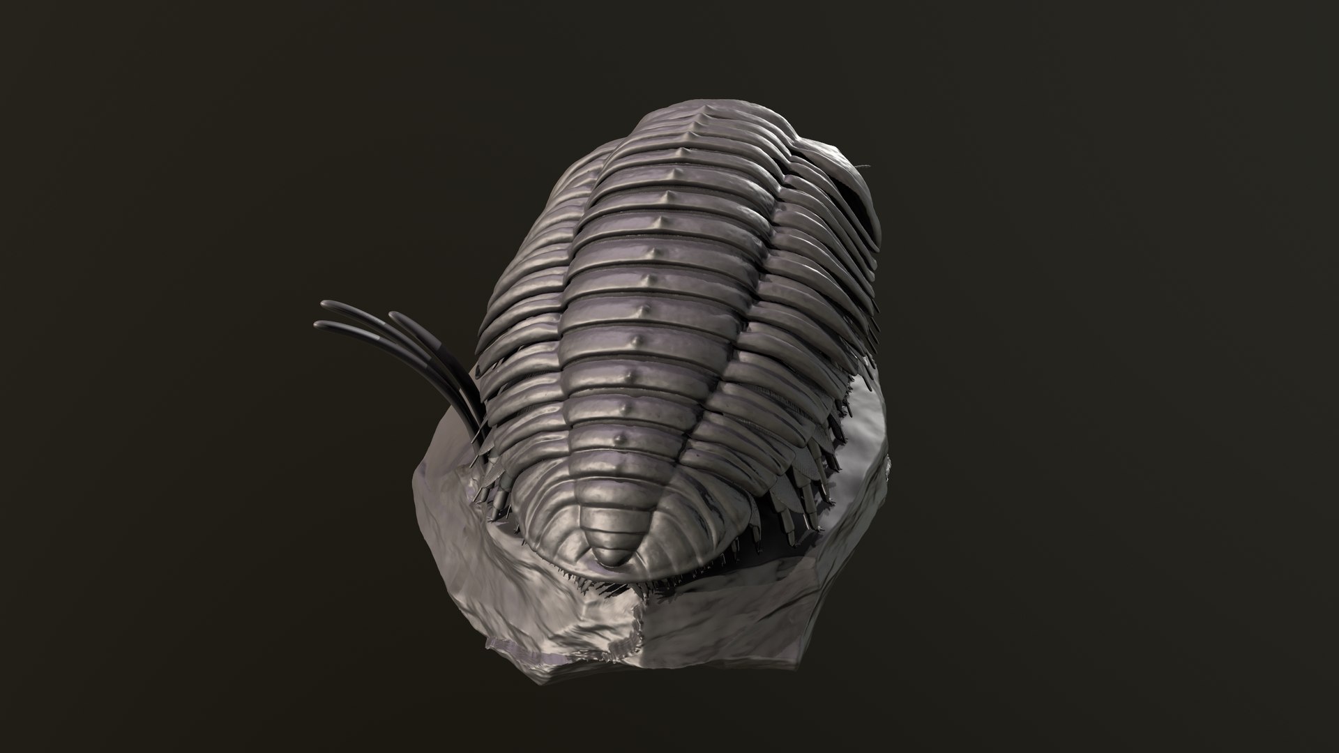 Triarthrus Eatoni Environment Version 3D Model - TurboSquid 1816133