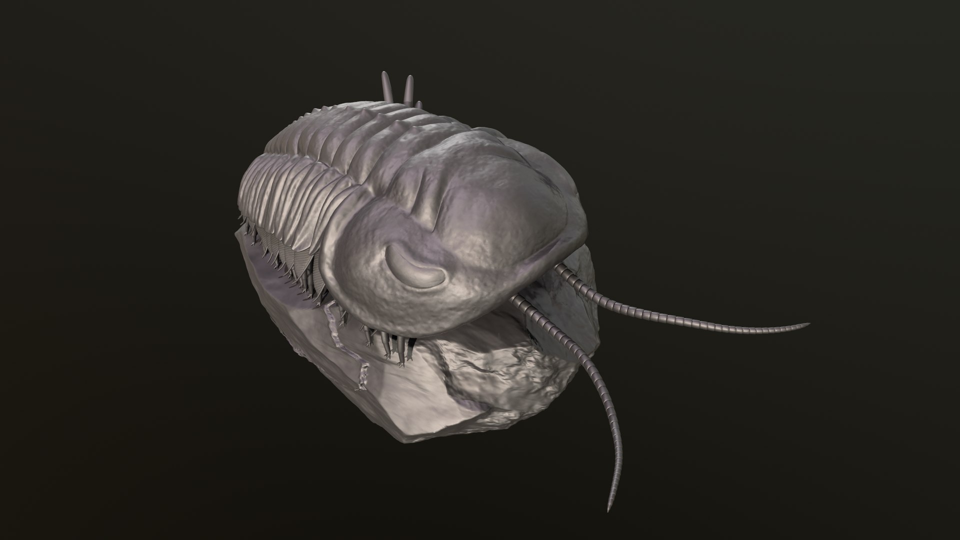 Triarthrus Eatoni Environment Version 3D Model - TurboSquid 1816133