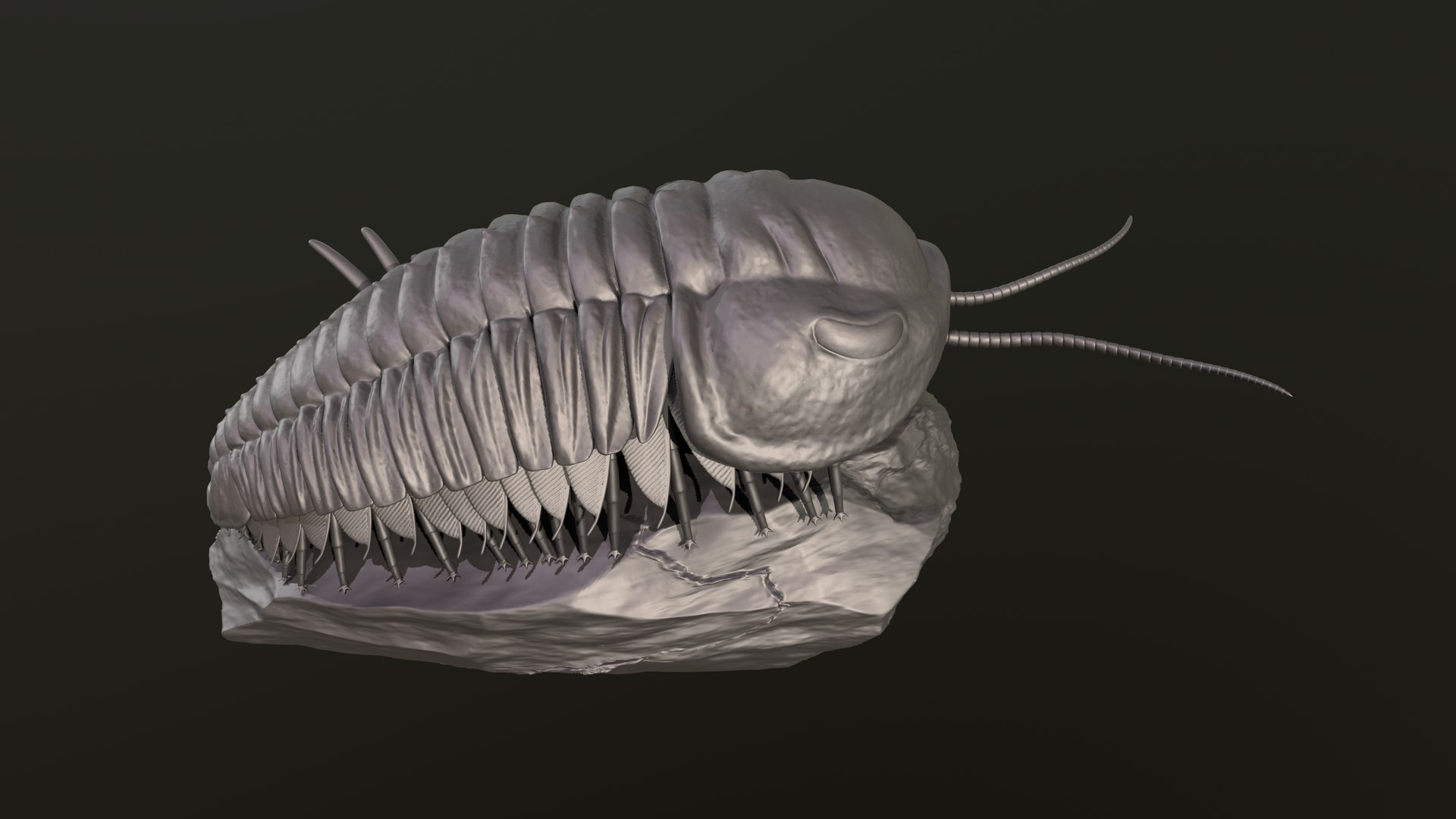 Triarthrus Eatoni Environment Version 3D Model - TurboSquid 1816133