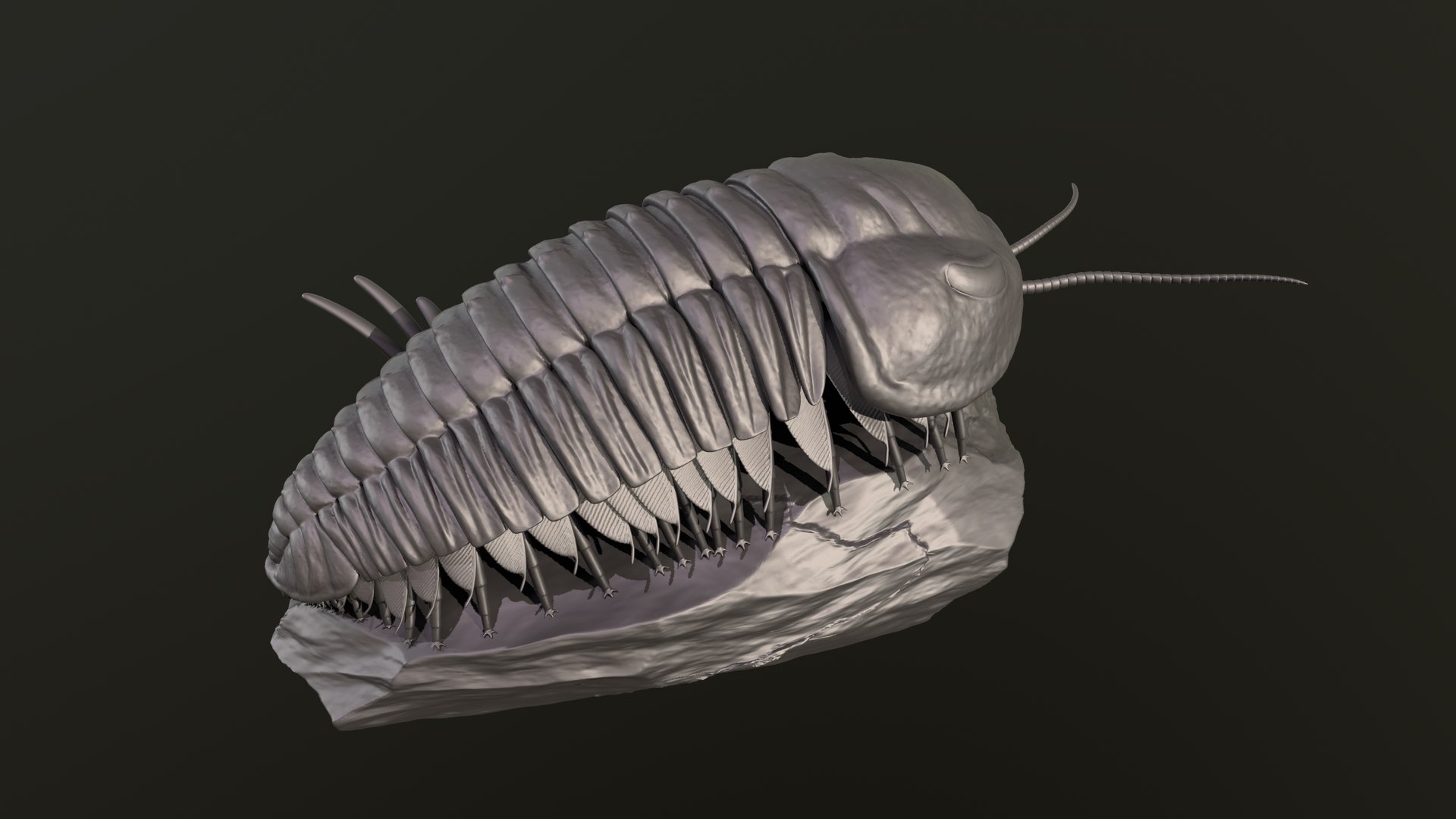 Triarthrus Eatoni Environment Version 3D Model - TurboSquid 1816133