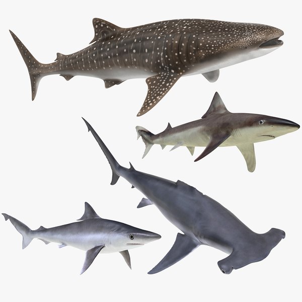 3d model whale shark