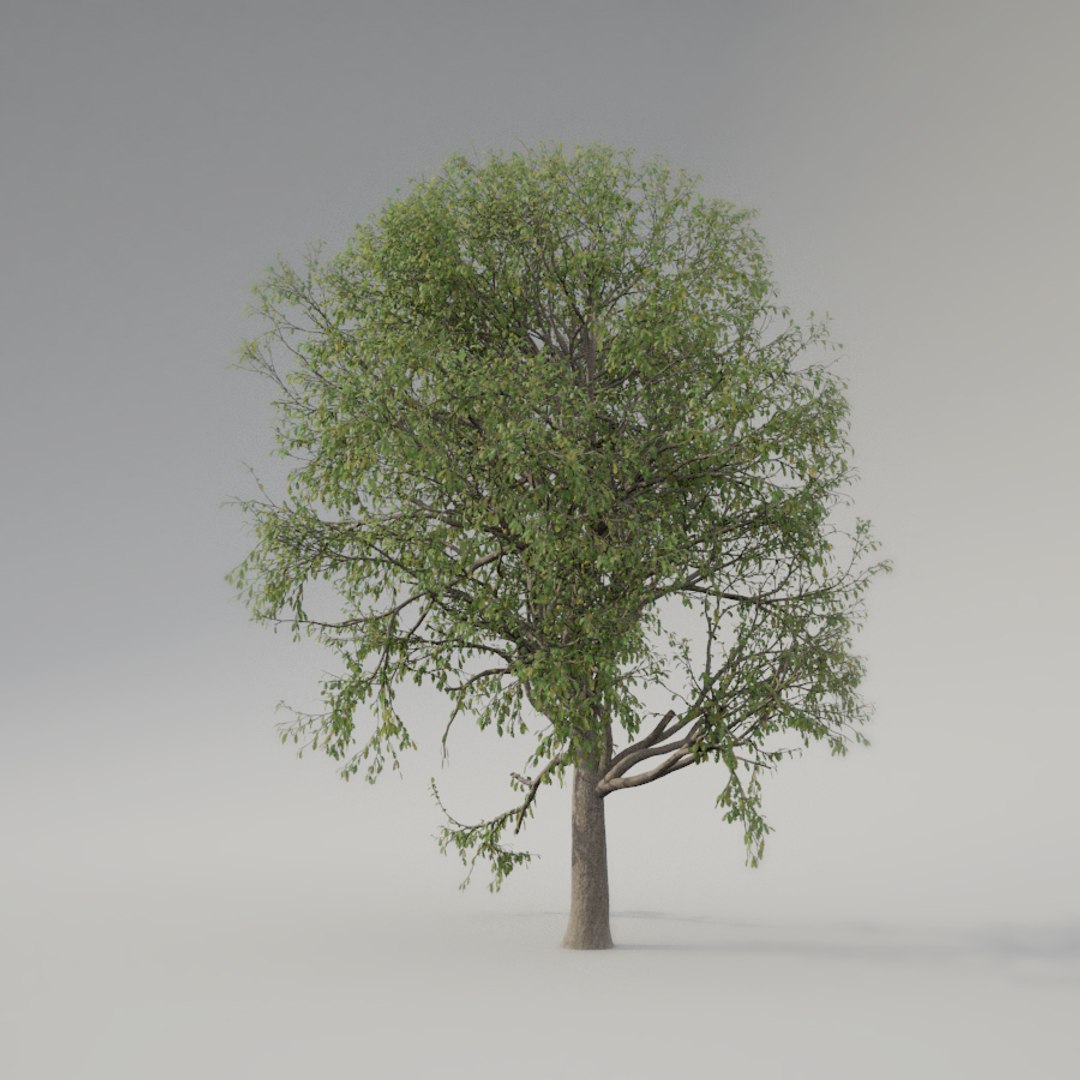 Oak Tree Animation 3D Model | 1148366 | TurboSquid