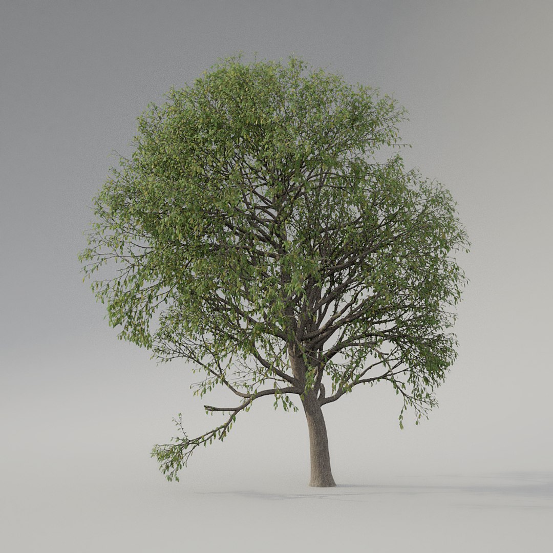 Oak Tree Animation 3D Model | 1148366 | TurboSquid