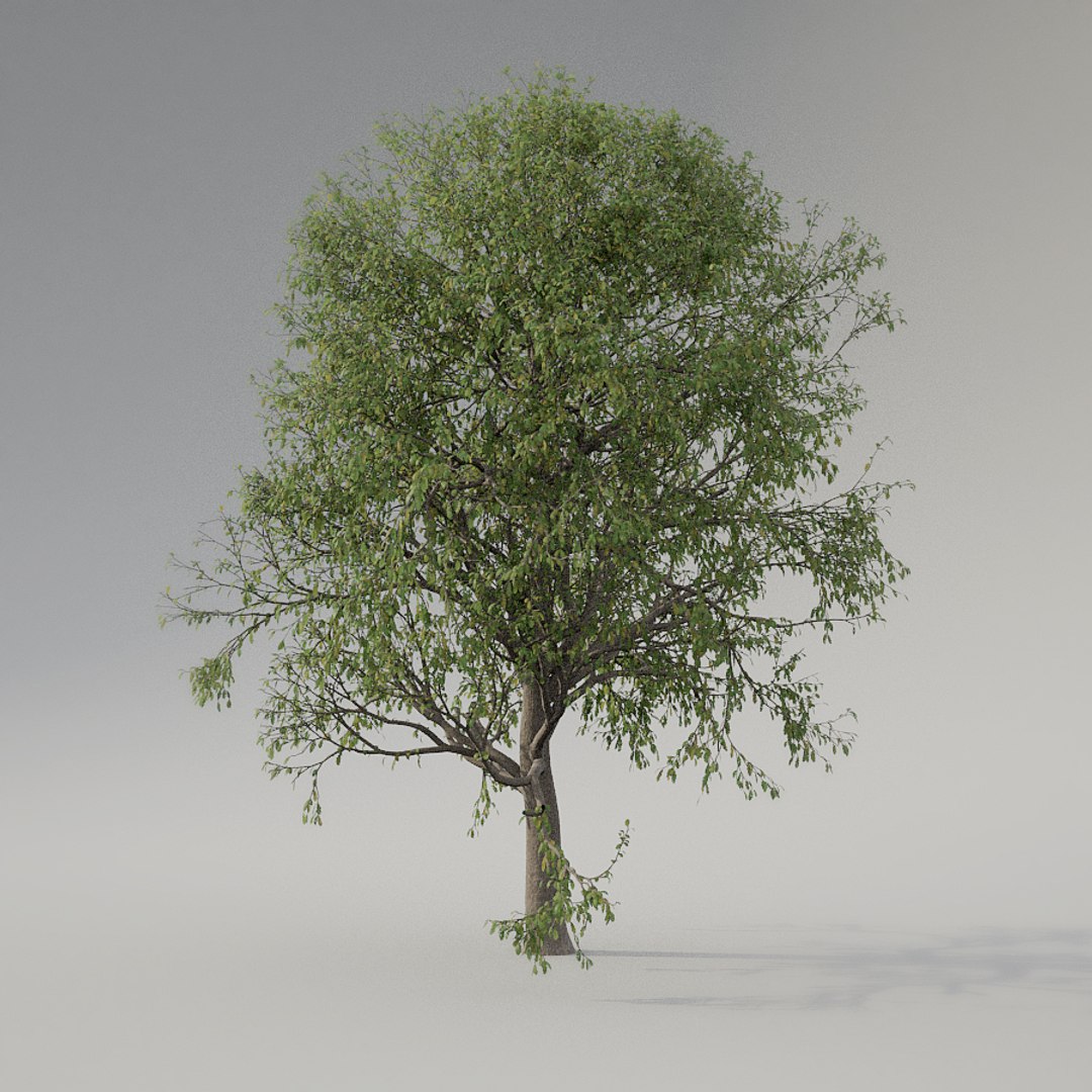 Oak Tree Animation 3D Model | 1148366 | TurboSquid
