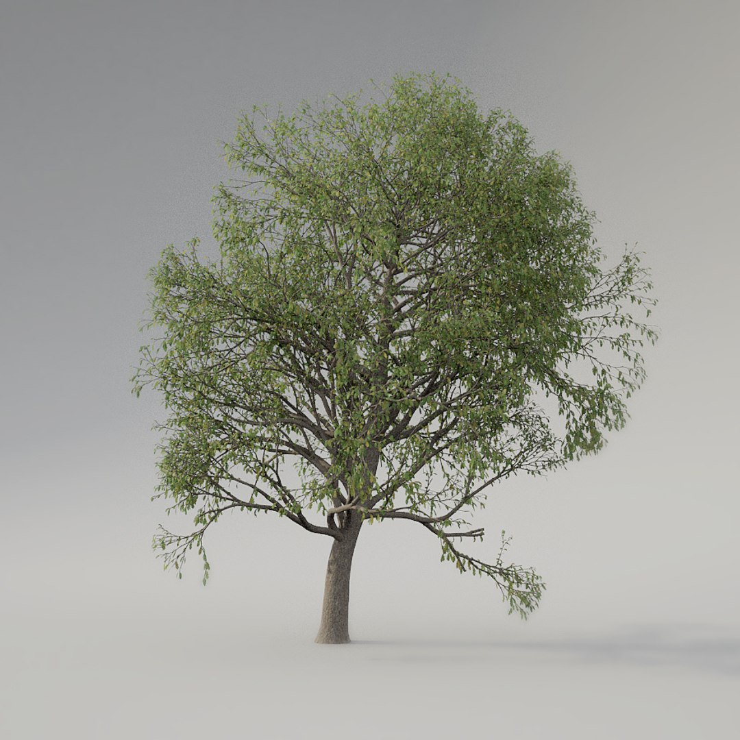 Oak Tree Animation 3D Model | 1148366 | TurboSquid