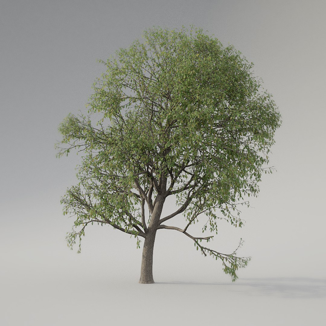 Oak Tree Animation 3D Model | 1148366 | TurboSquid