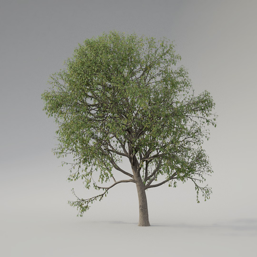 Oak Tree Animation 3D Model | 1148366 | TurboSquid