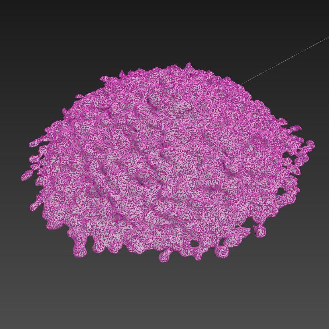 3d Buckwheat Model