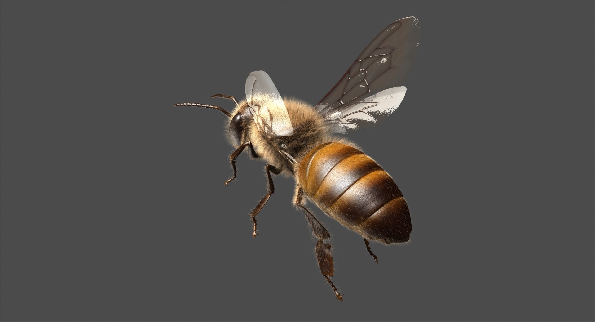 obj honey bee