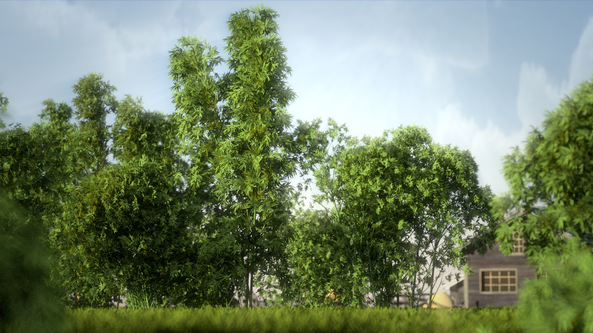 Bamboo Tree Animation 3d Model