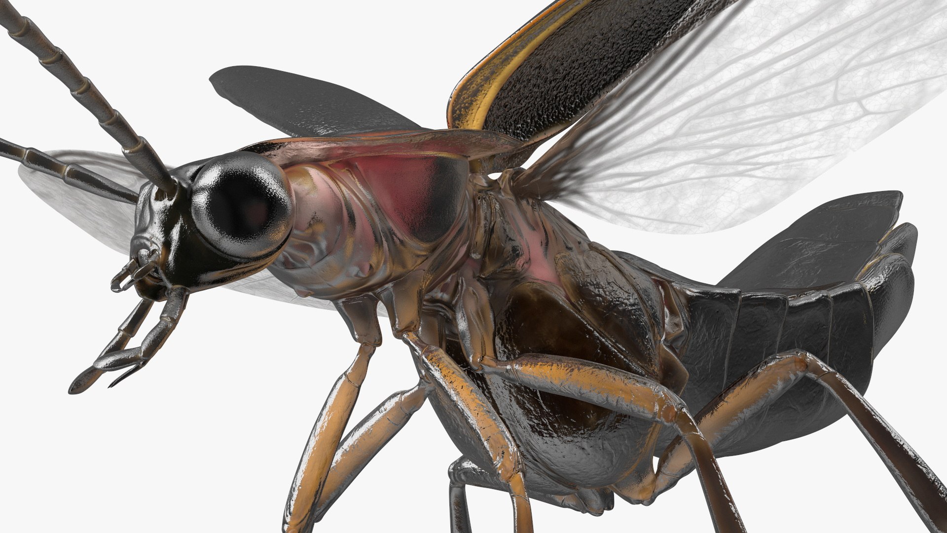 3D Photinus Pyralis Standing Pose - TurboSquid 2170502