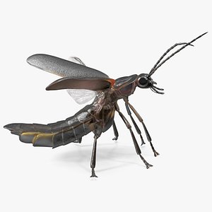 3D Firefly Models | TurboSquid