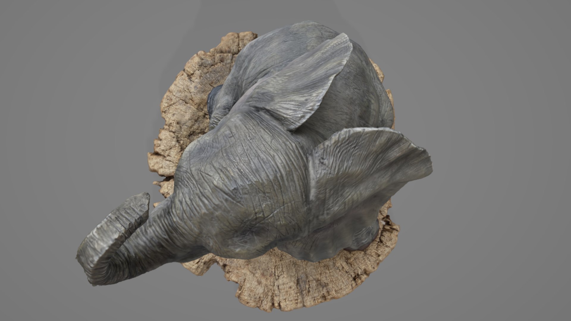Elephant 3d Scan 3D - TurboSquid 1851657